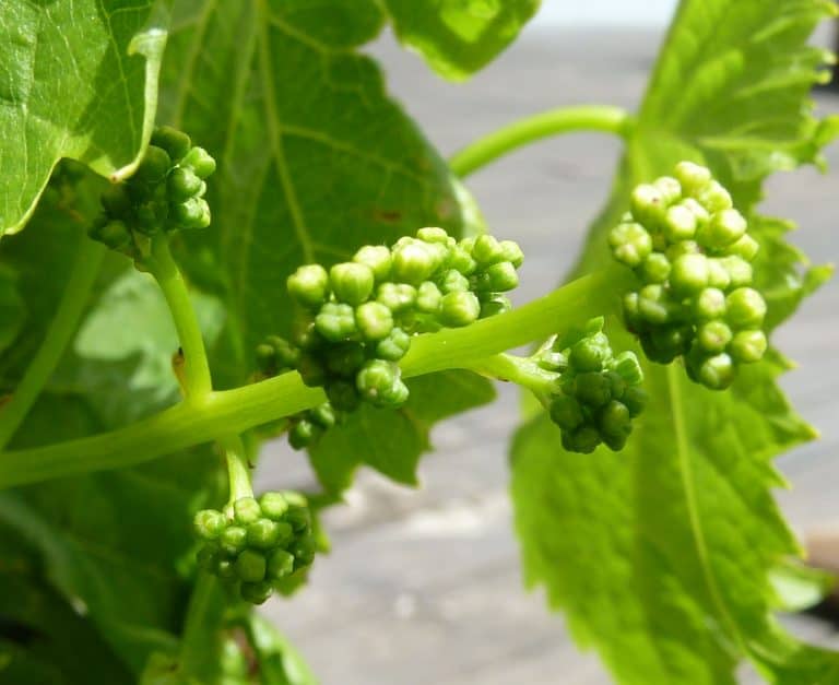 Baby Grapes