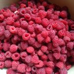 Growing And Gathering - 1/4 Acre Edible Heaven