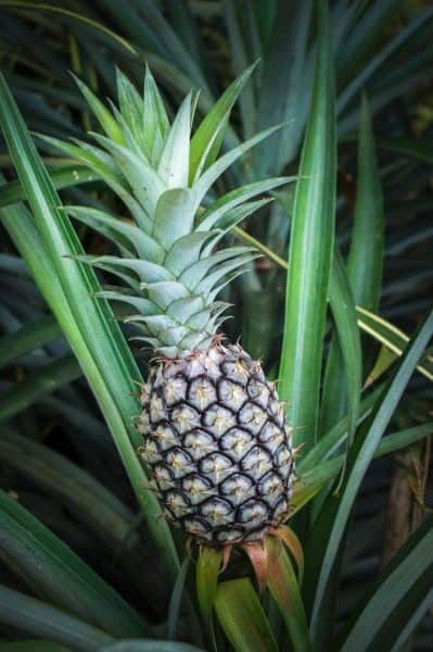 A Guide To Grow Pineapple Tree: Everything You Need To Know