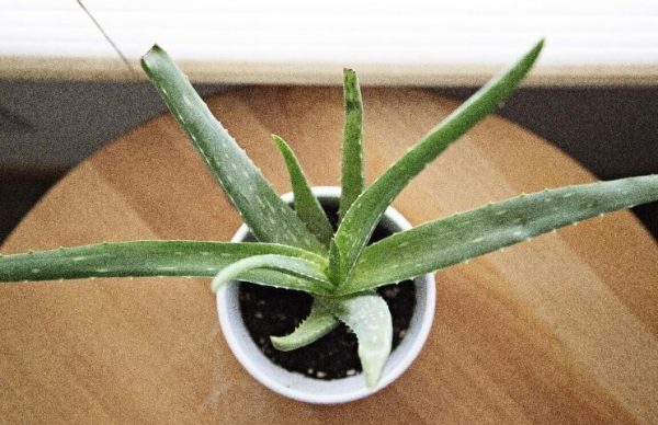 How to Grow Aloe Vera Indoors