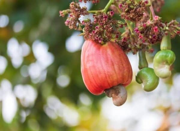 How to Grow your Cashew Tree