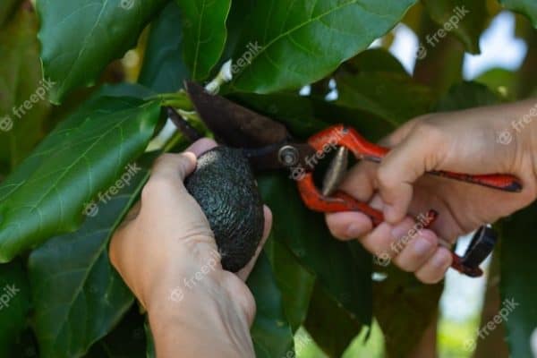 How to Prune an Avocado Tree in a Pot